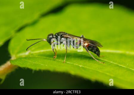 Wasp, Alysson sp Stock Photo - Alamy