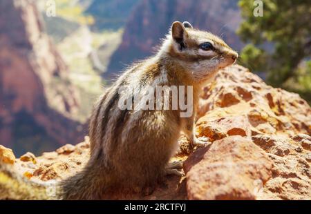 American chipmunk in summer forest Stock Photo - Alamy