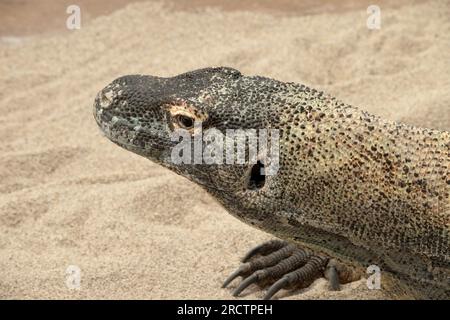 Komodo dragons are large lizards with long tails, strong and agile ...