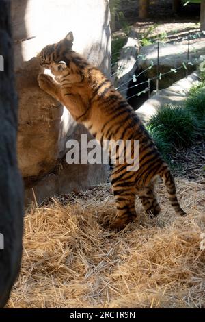 Tiger cubs are born small, blind, and weak. Tiger cubs are born with ...