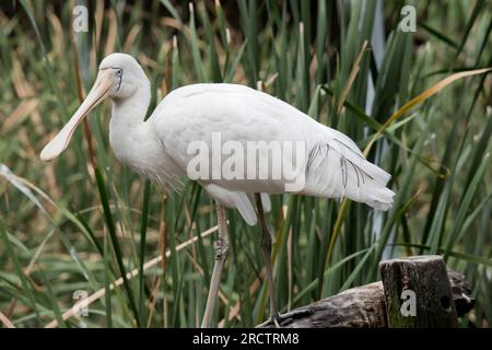 The yellow spoonbill is a large white sea bird with a cream bill that ...