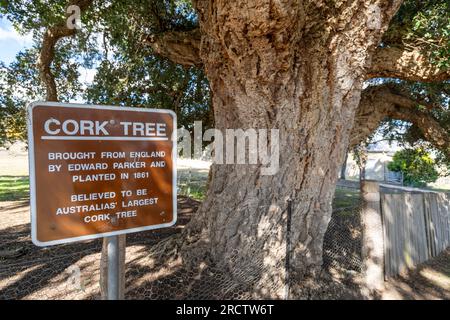 Giant Cork Tree, Tenterfield, New South Wales, Australia Stock Photo ...