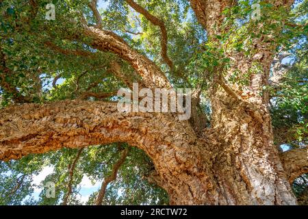 Giant Cork Tree, Tenterfield, New South Wales, Australia Stock Photo ...