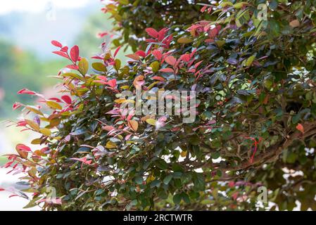 Roots and trunk of a young Banyan Tree (Strangler Fig), growing in the ...