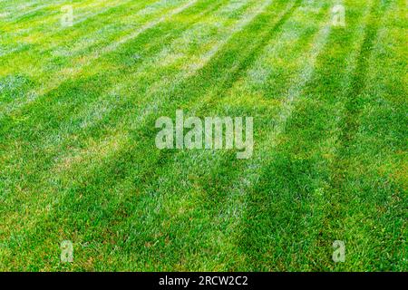 Well-groomed cut lawn of saturated green color. Quality grass for ...