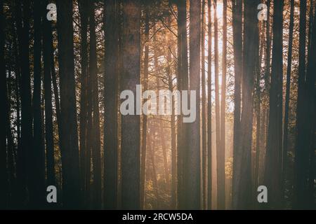 Sunbeams illuminating the trunks of pine trees at sunset or dawn in a ...
