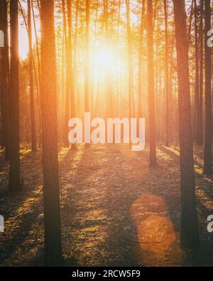 Sunbeams illuminating the trunks of pine trees at sunset or dawn in a ...