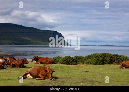 Cows resting in front of Loch Na Keal. Isle of Mull, with Eorsa, Inch ...
