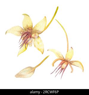 Watercolor illustration of cocoa tree flowers. Isolated hand drawn ...