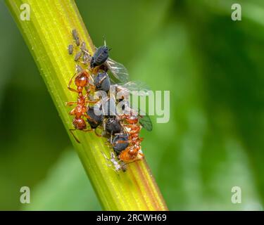 Macro shot sowing some ants protecting and collecting honey dew from ...