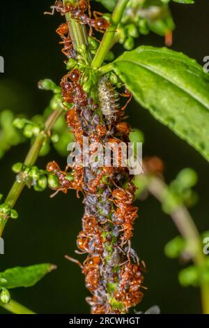 Macro shot sowing some ants protecting and collecting honey dew from ...