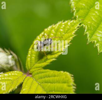 jumper spider on green leaf Stock Photo - Alamy