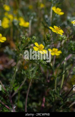 Potentilla neumanniana is a shrub with yellow flowers Stock Photo - Alamy