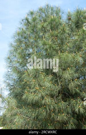 Gray Pine, Pinus sabiniana, needles close up in Pinnacles National Park ...