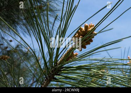 Gray Pine, Pinus sabiniana, branches and needles in Pinnacles National ...