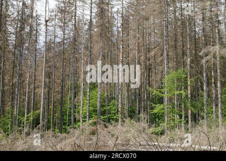 Bavarian Forest / Germany - Collapse of an unnatural, low resilience ...
