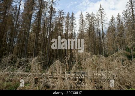 Bavarian Forest / Germany - Collapse of an unnatural, low resilience ...