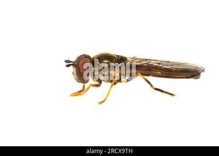 Slender Melanostoma (Melanostoma scalare), side view, cut out ...