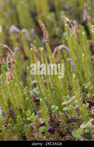 Stiff clubmoss, Stiff ground-pine, Interrupted club-mosses (Lycopodium ...
