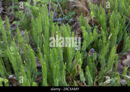 Stiff clubmoss, Stiff ground-pine, Interrupted club-mosses (Lycopodium ...