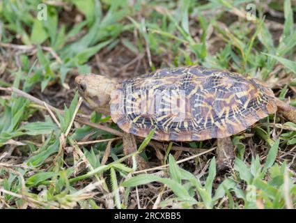 The Pancake Tortoise is a rare and endemic tortoise found only in areas ...