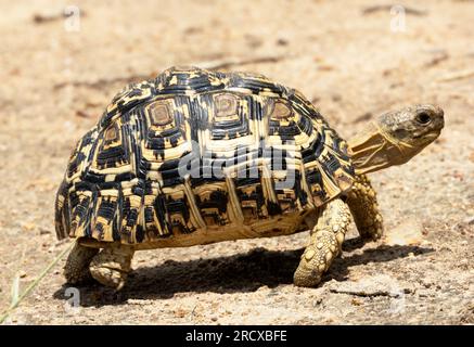 The Leopard Tortoise is the most common and widespread of the family ...