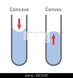 Adhesion and cohesion of water. Concave and convex meniscus. Vector ...