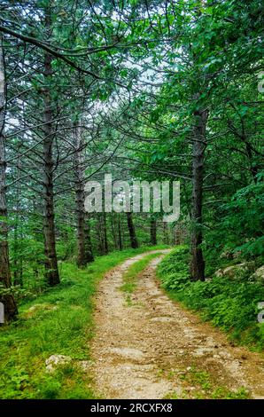 Vertical aerial view of a winding path made of concrete slabs through a ...