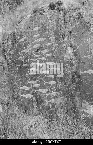 Whales fish, Rock art carvings, part of Stone & Man project by local ...
