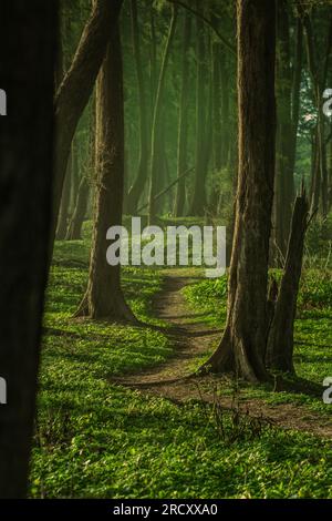 Pathway Through The Forest, India Stock Photo - Alamy