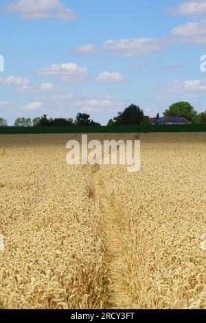 Bygrave, Hertfordshire, GB, United Kingdom, England, N 52 0' 27'', S 0 ...