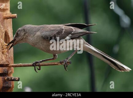 A Northern Mockingbird feeds from a peanut butter bird feeder Stock ...
