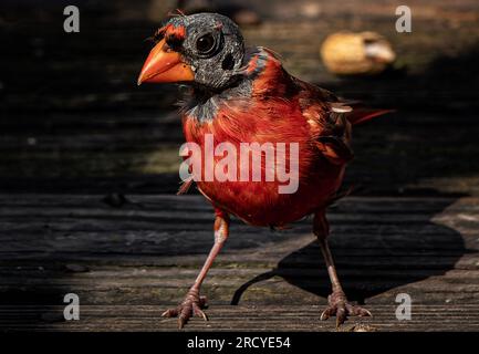 A molting Northern Cardinal on the deck Stock Photo - Alamy