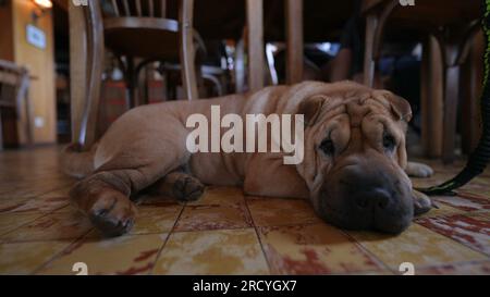 Dog pet sitting on restaurant floor waiting Stock Photo - Alamy