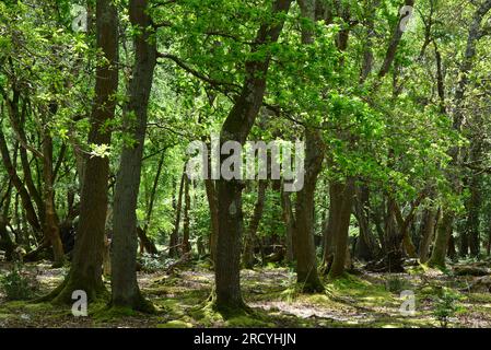 Arne RSPB nature reserve on the Arne peninsula in Dorset, UK Stock ...