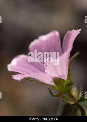 Common Mallow (Malva sylvestris) Omalos Plateau, Crete, Greece Stock ...