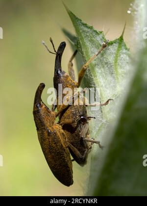 Pair of Weevils Mating Rhubarb Curculio (Lixus concavus) near Spili ...