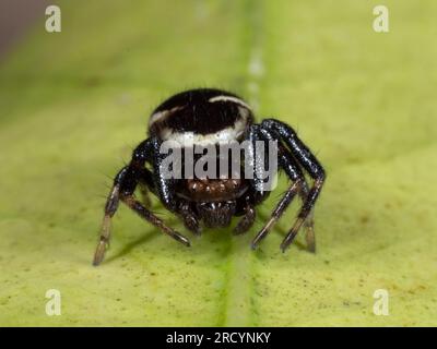 Napoleon Spider (Synema globosum) Crete, Greece Stock Photo - Alamy
