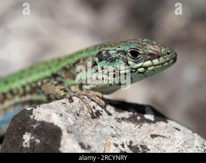 Cretan Wall lizard (Podarcis cretensis), Male, Plakias, Western Crete ...