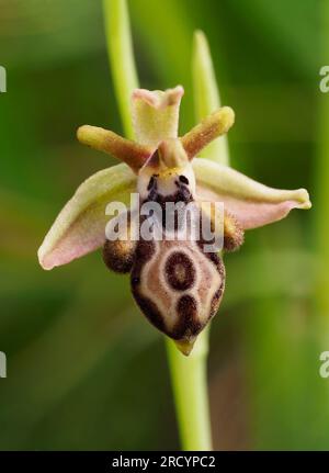 Orchid flower (Ophrys ariadnae) Plakias, Crete, Greece, April, Stacked ...