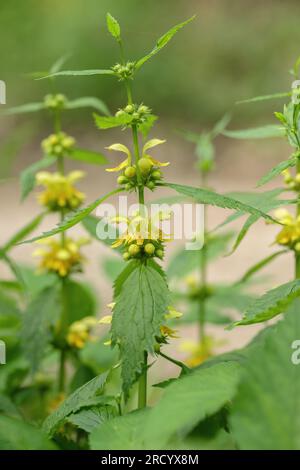 Yellow archangel (Lamium galeobdolon), golden dead-nettle, a spring ...