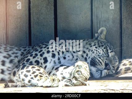 A leopard is sleeping at the Oradea zoo, Romania Stock Photo - Alamy