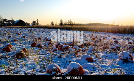 pumpkins in a pumpkin field with snow-covered - Ontario, Canada Stock ...