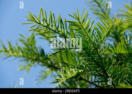 California Nutmeg Tree Torreya californica habit whole tree Stock Photo ...