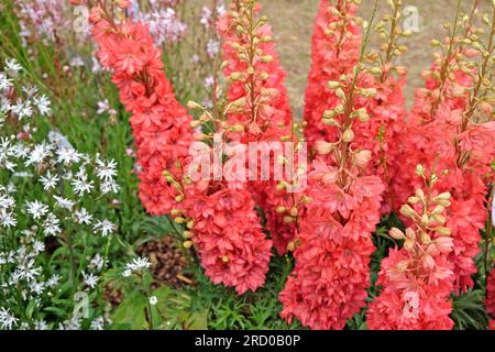 Delphinium 'Red Lark' in flower Stock Photo - Alamy