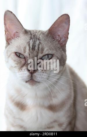 Adult female Snow Rosette Bengal Cat relaxed on sofa and looking ...