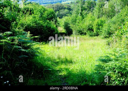 Powerstock Common, Dorset Wildlife Trust nature reserve. UK Stock Photo ...