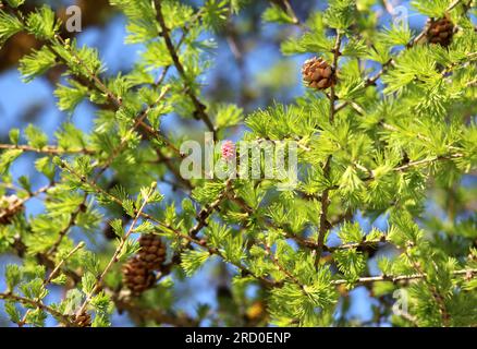 Young spring branches of European larch (Larix decidua Stock Photo - Alamy