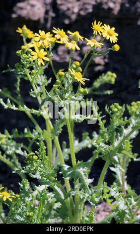 Senecio vernalis grows in the wild in spring Stock Photo - Alamy