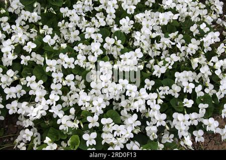 Fresh white Viola canadensis on green leaves background. White Viola in ...